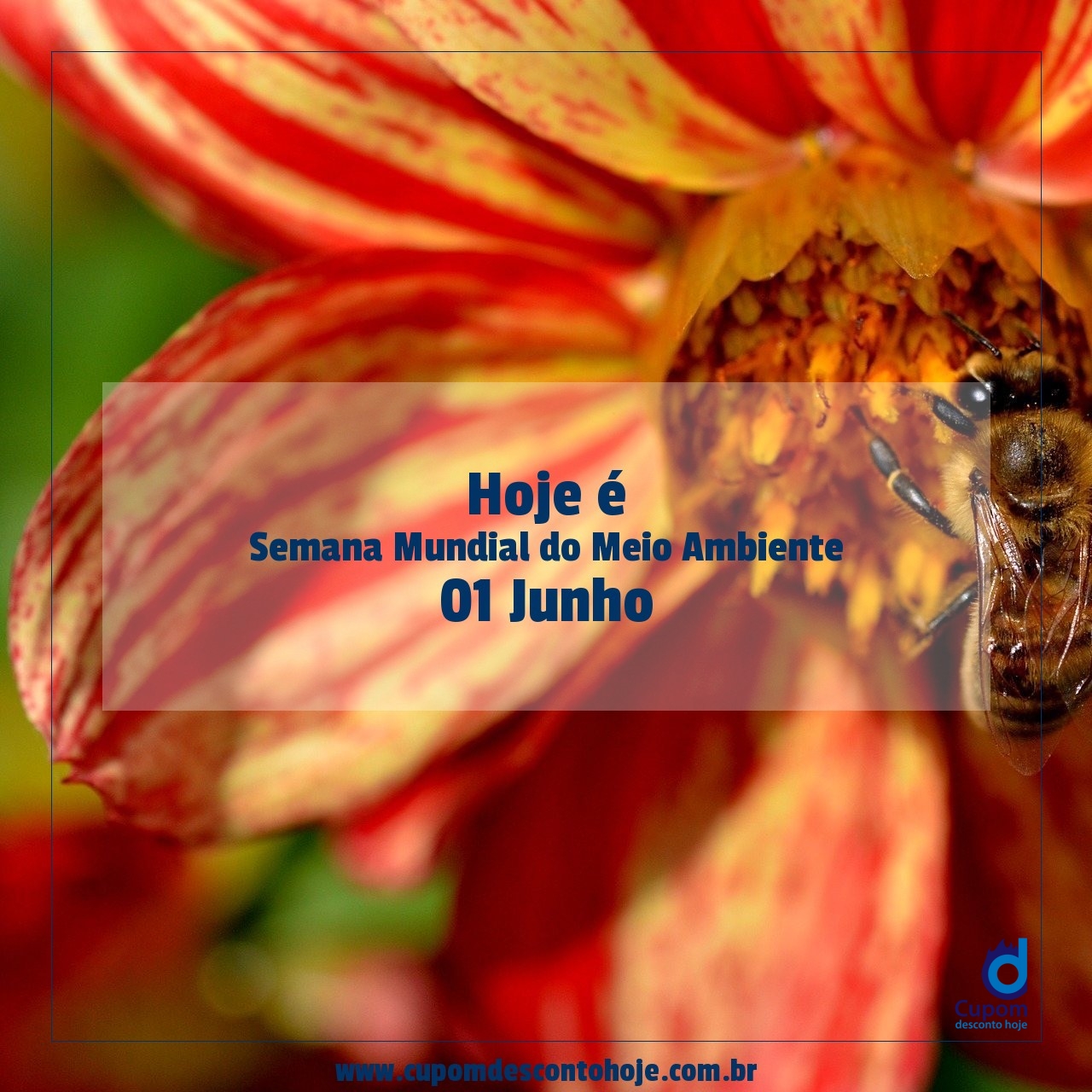 🚀 Hoje é Dia 01 Junho Semana Mundial Do Meio Ambiente - Cupom Desconto Hoje